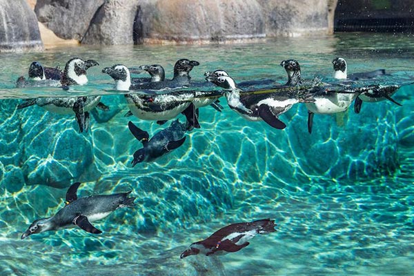 Live Webcam Panda, San Diego Zoo - Câmeras do Mundo